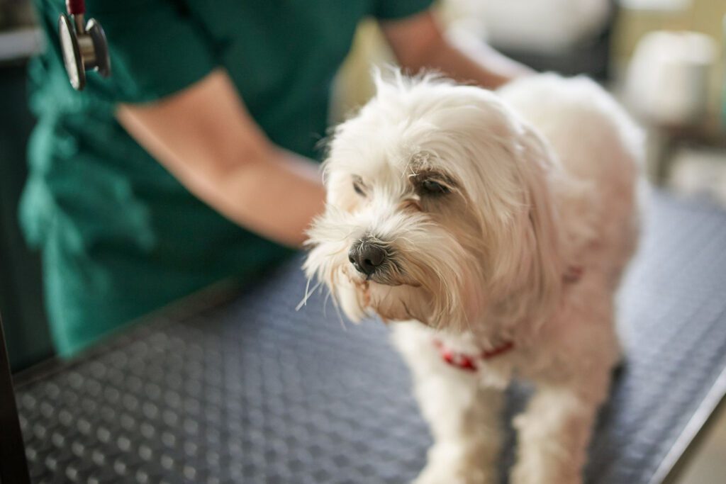 Pet Spaying And Neutering In Champlin, MN | Elm Creek Animal